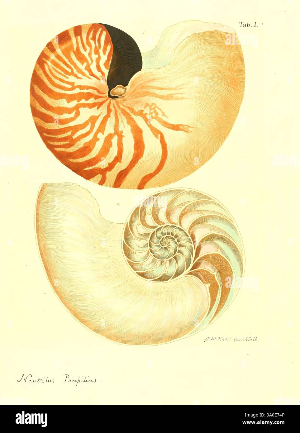 Graceful cursive style hi-res stock photography and images - Alamy