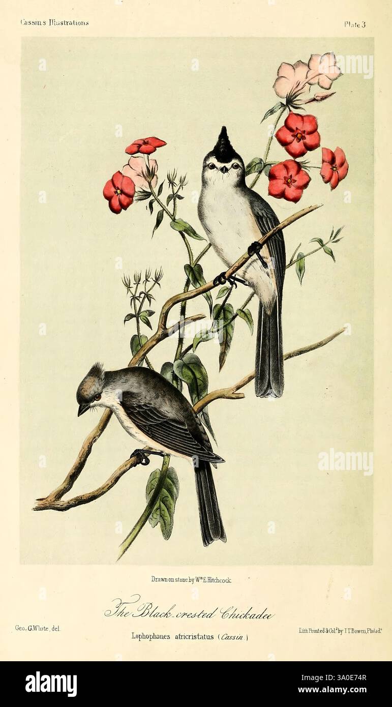Black crested chickadees hi-res stock photography and images - Alamy