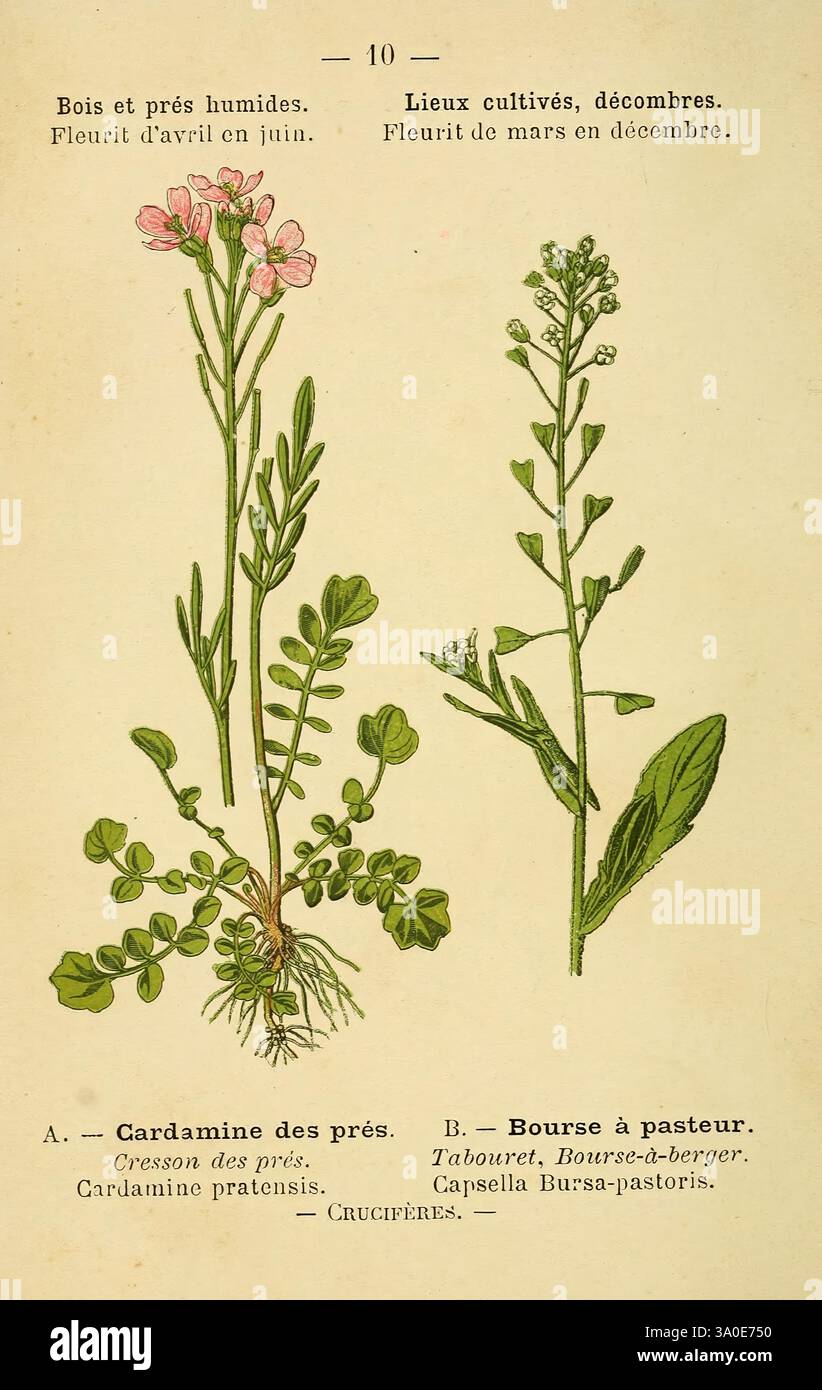 Atlas de poche des plantes des champs, des prairies et des bois, Paris ...