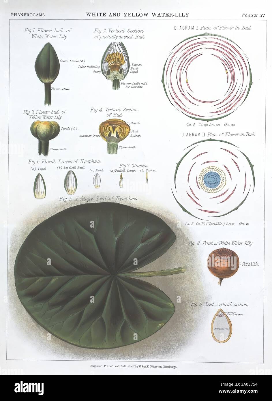 The botanical atlas, New York, The Century Co, 1883, botany, cryptogams ...