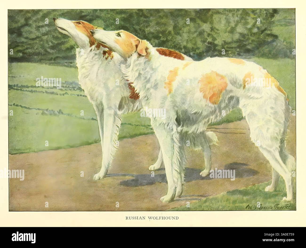 The book of dogs, Washington, D. C, The National Geographic Society ...