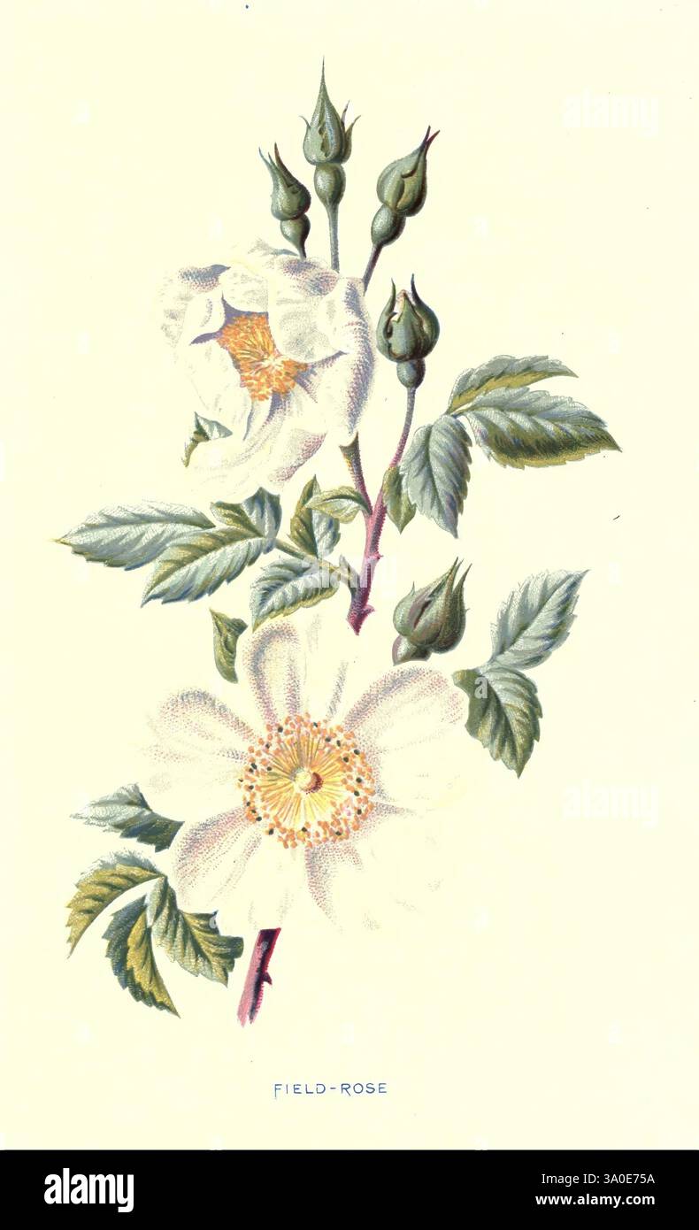 Familiar, wild, flowers, figured, and, described, and, company, limited ...