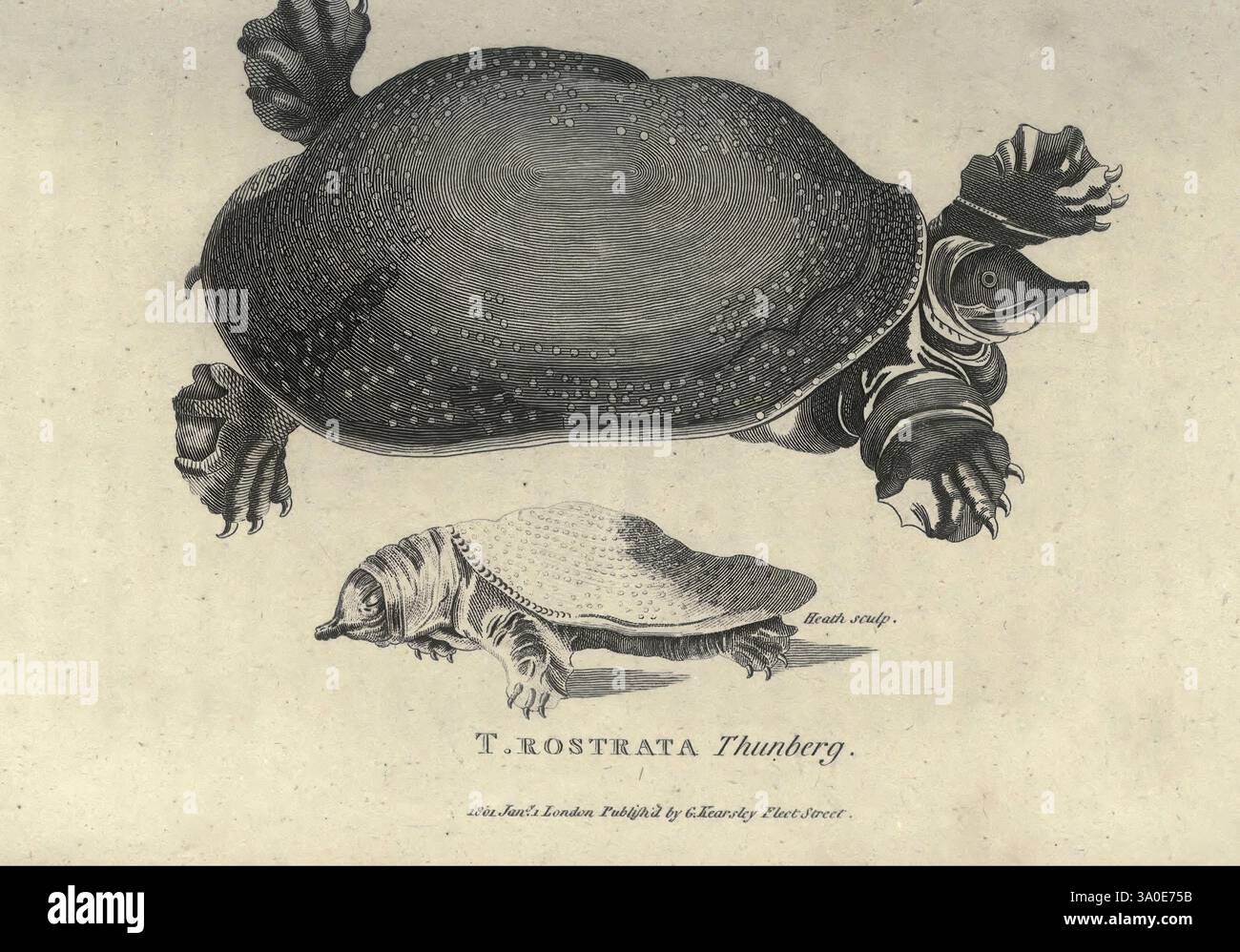 Animals distinctive shell hi-res stock photography and images - Alamy