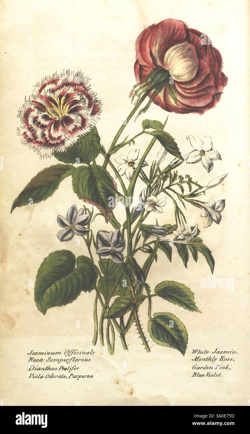 The illustrated botany, New York, J.K. Wellman, 1846-1847, color ...