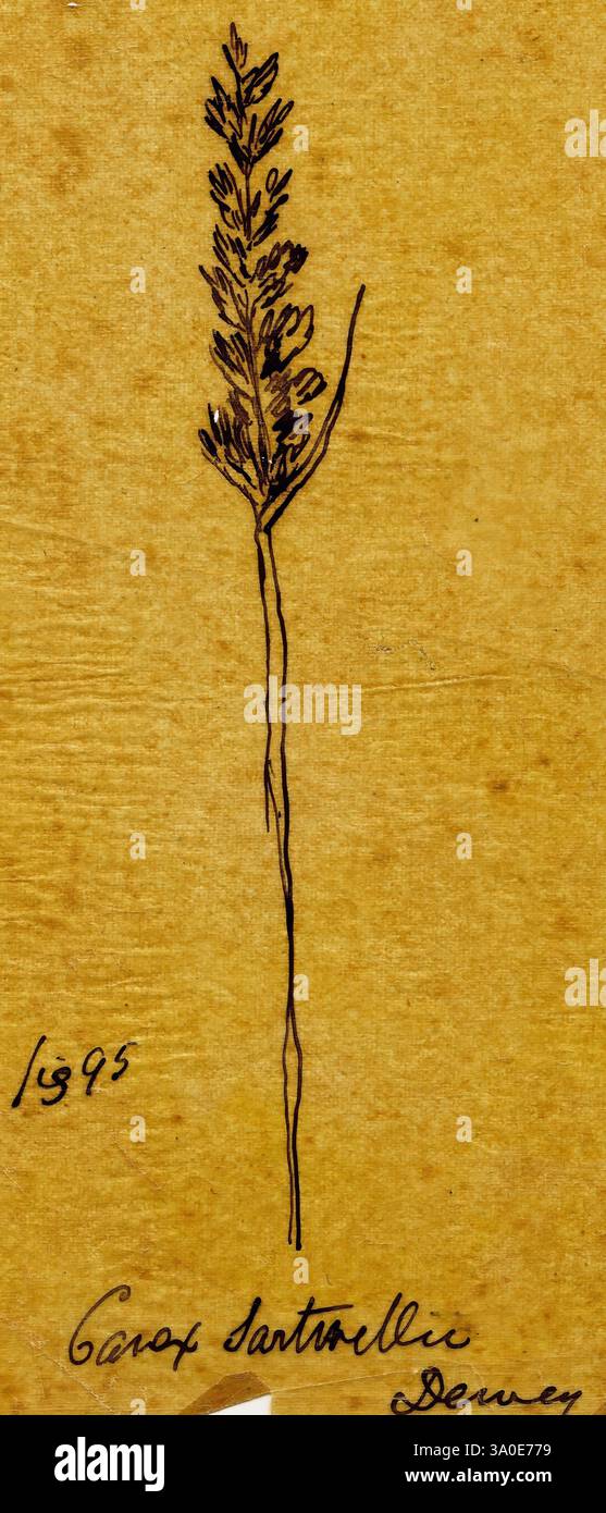 Drawings, Prints, Associated, With, USPRR, Reports, Photographs ...