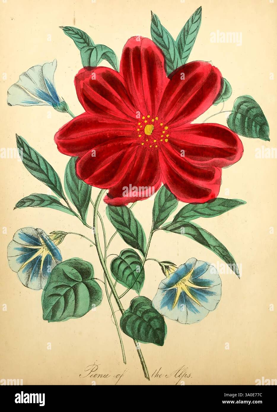 Red flower features multiple petals hi-res stock photography and images ...