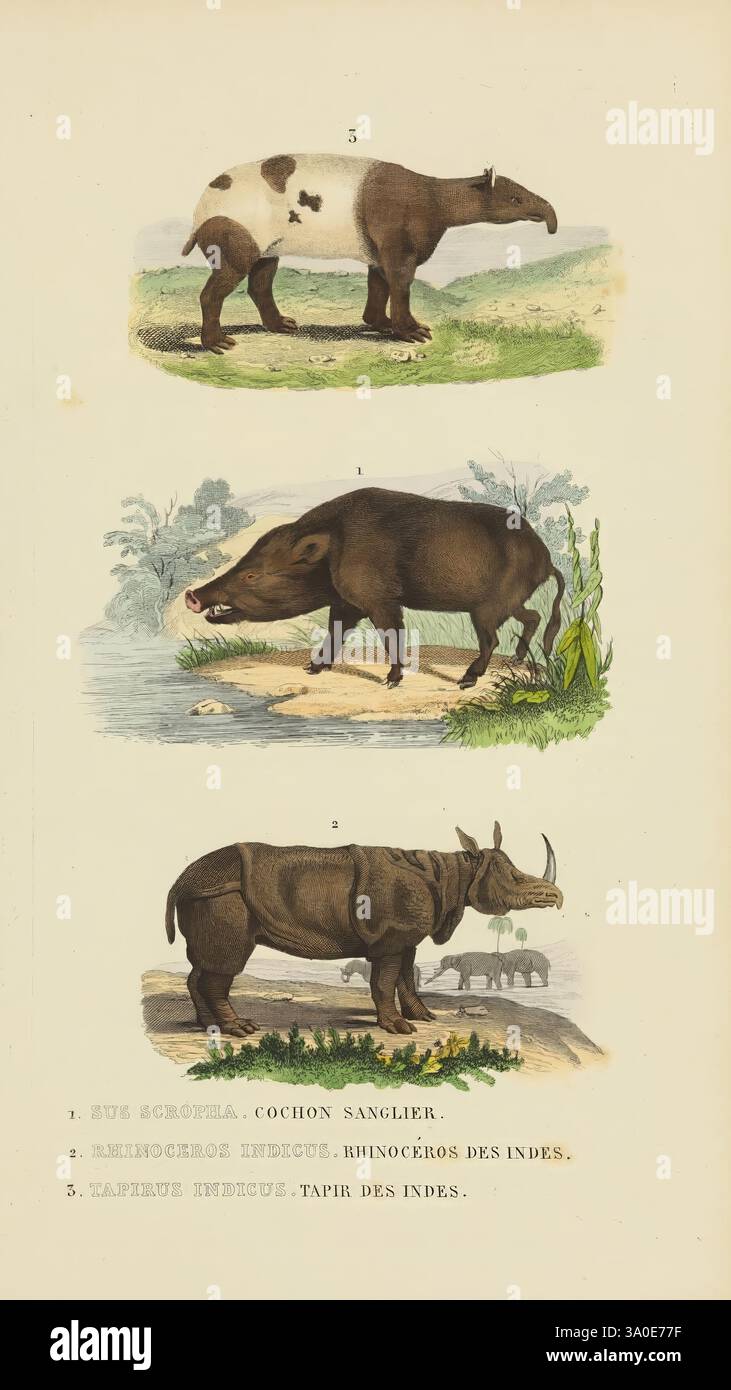 Artwork features three distinct animals hi-res stock photography and ...