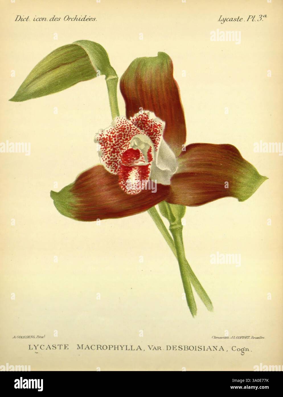 Lycaste puntarenasensis hi-res stock photography and images - Alamy