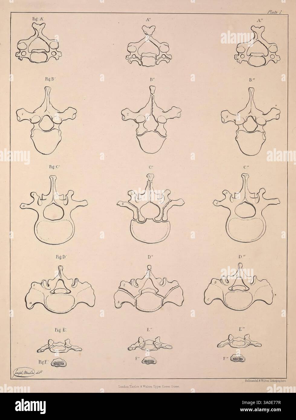Comparative osteology: London, Taylor and Walton, 1847, bones, A ...