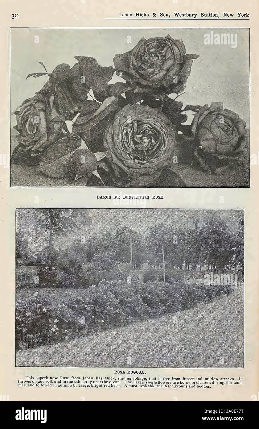 Abridged list of lawn hi-res stock photography and images - Alamy