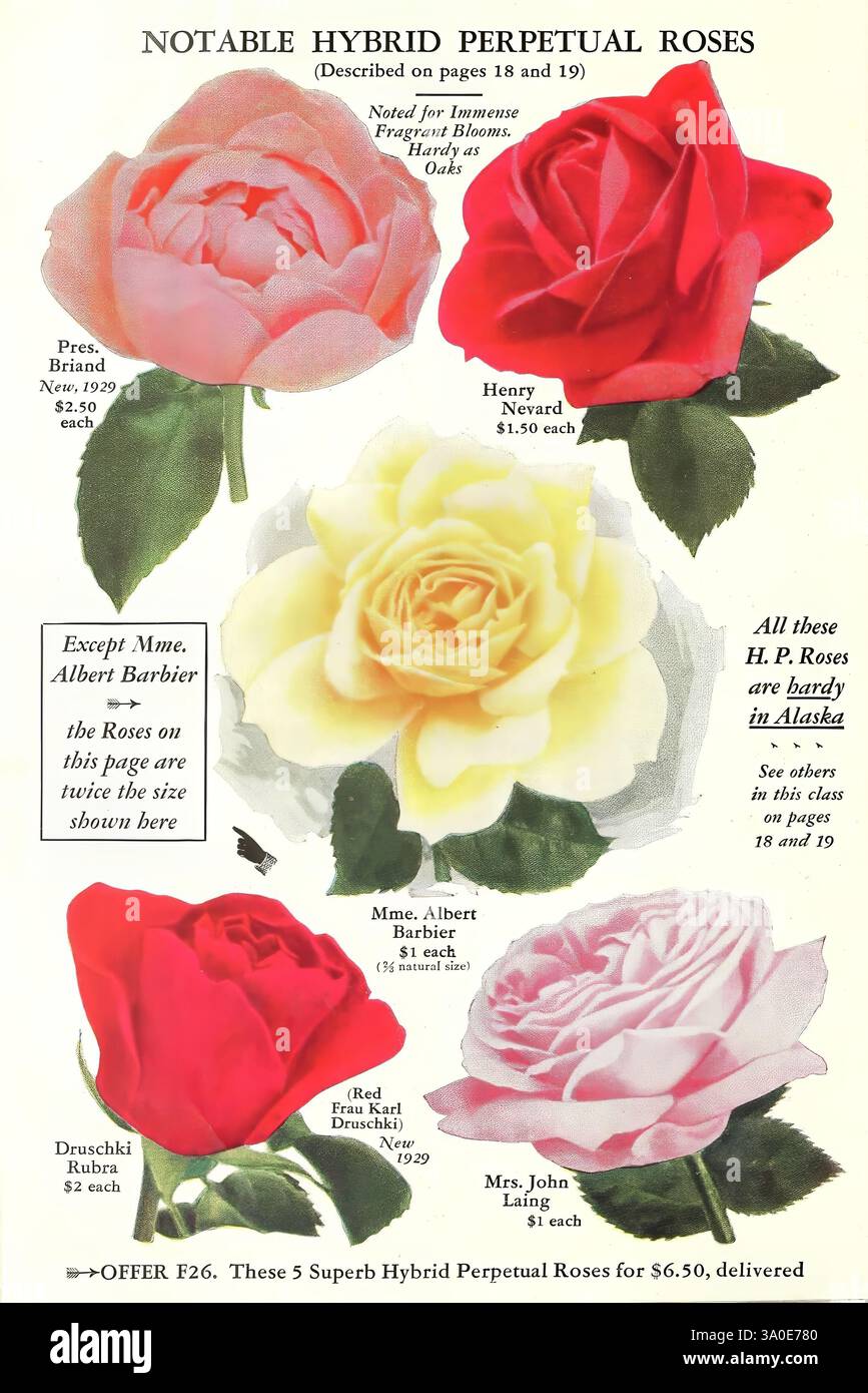 Albert barbier rose hi-res stock photography and images - Alamy