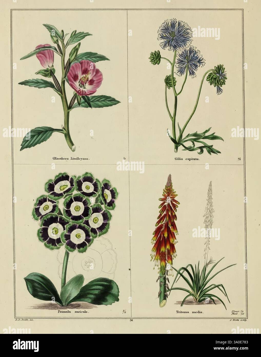 Botanical illustration features four distinct plant species hi-res ...