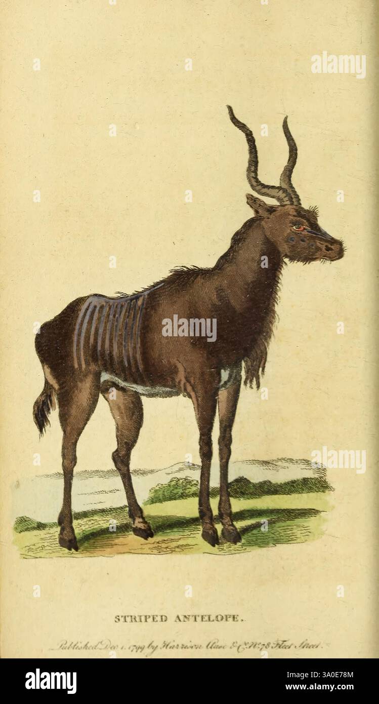 Antelopes expressive eyes hi-res stock photography and images - Alamy