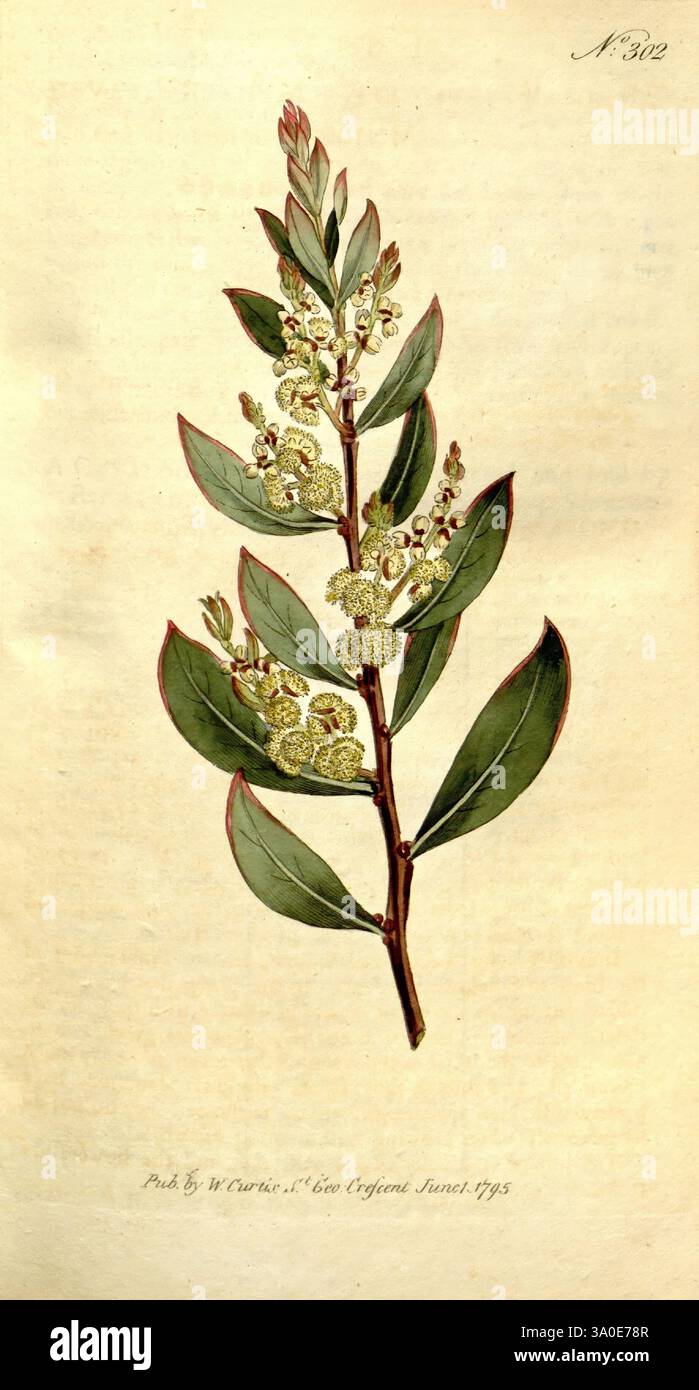 1790 1800 botany periodicals pictorial works curtis australia ac hi-res ...