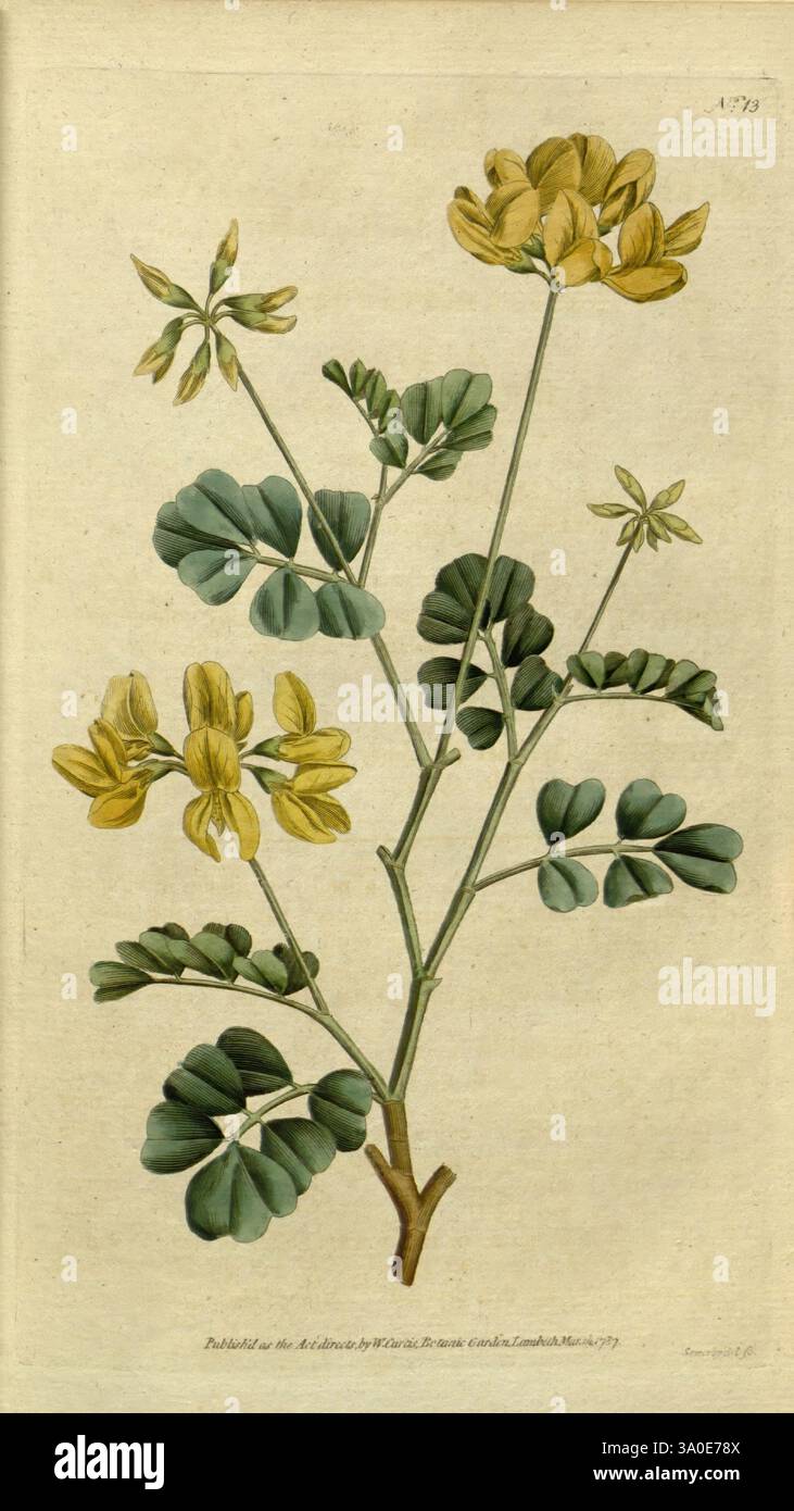 1790 1800 botany periodicals pictorial works william curtis coro hi-res ...
