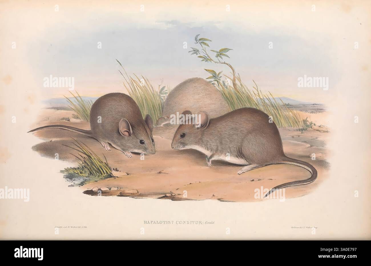 Illustration features two mice hi-res stock photography and images - Alamy