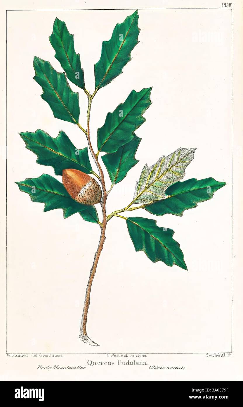 The North American Sylva Philadelphia J. Dobson 1841-1849 North America ...