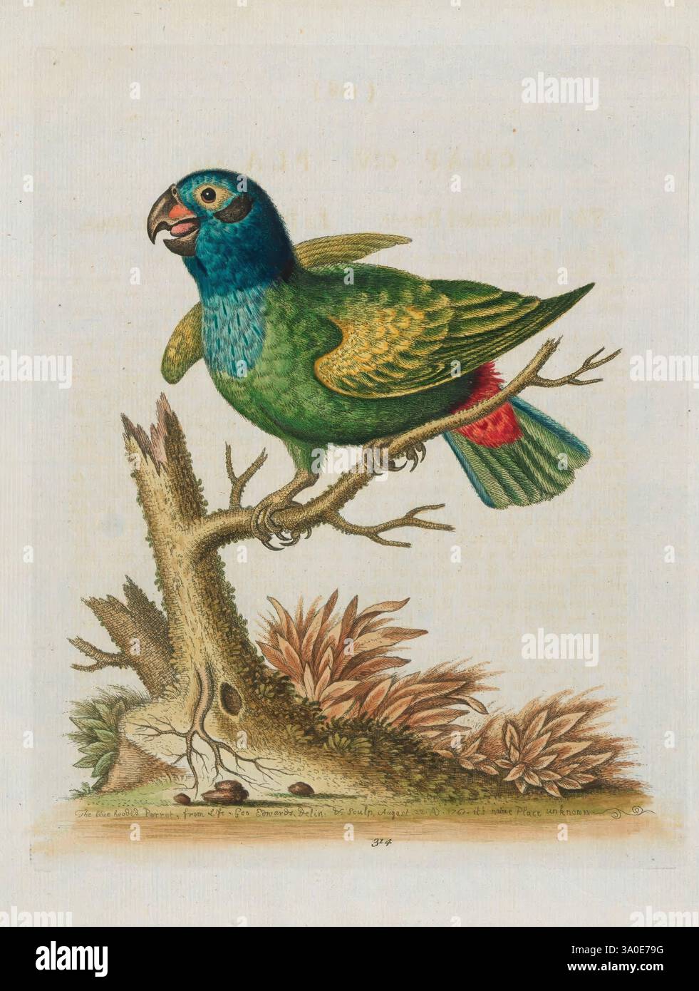 Gleanings of Natural History, exhibiting Figures of quadrupeds, birds ...