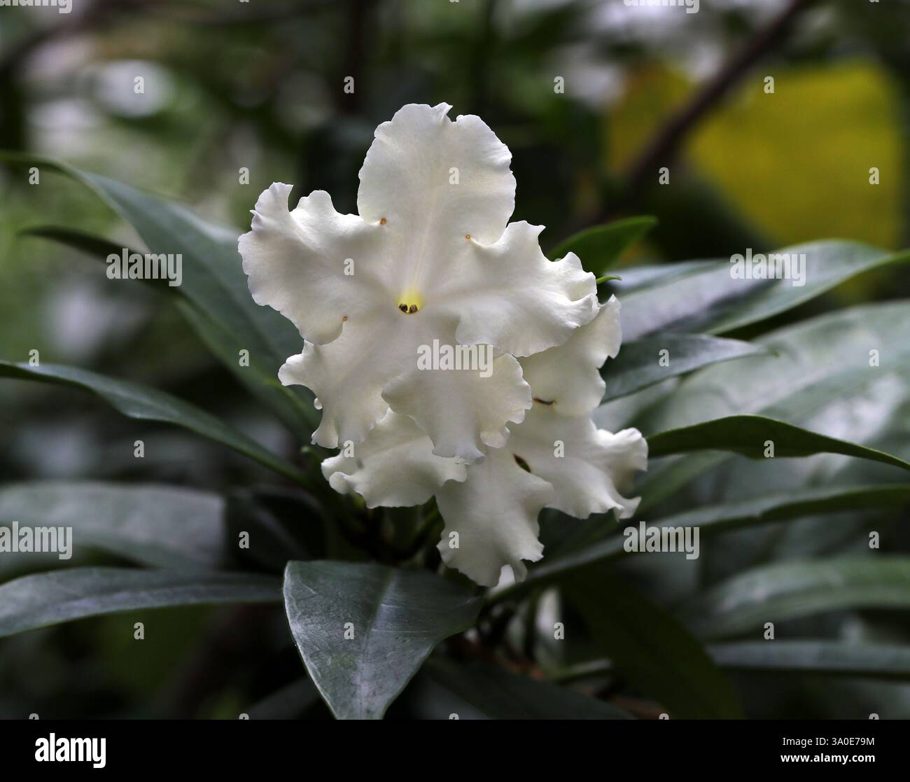 Rain Tree, Brunfelsia undulata, Solanaceae. Jamaica, Caribbean. The ...