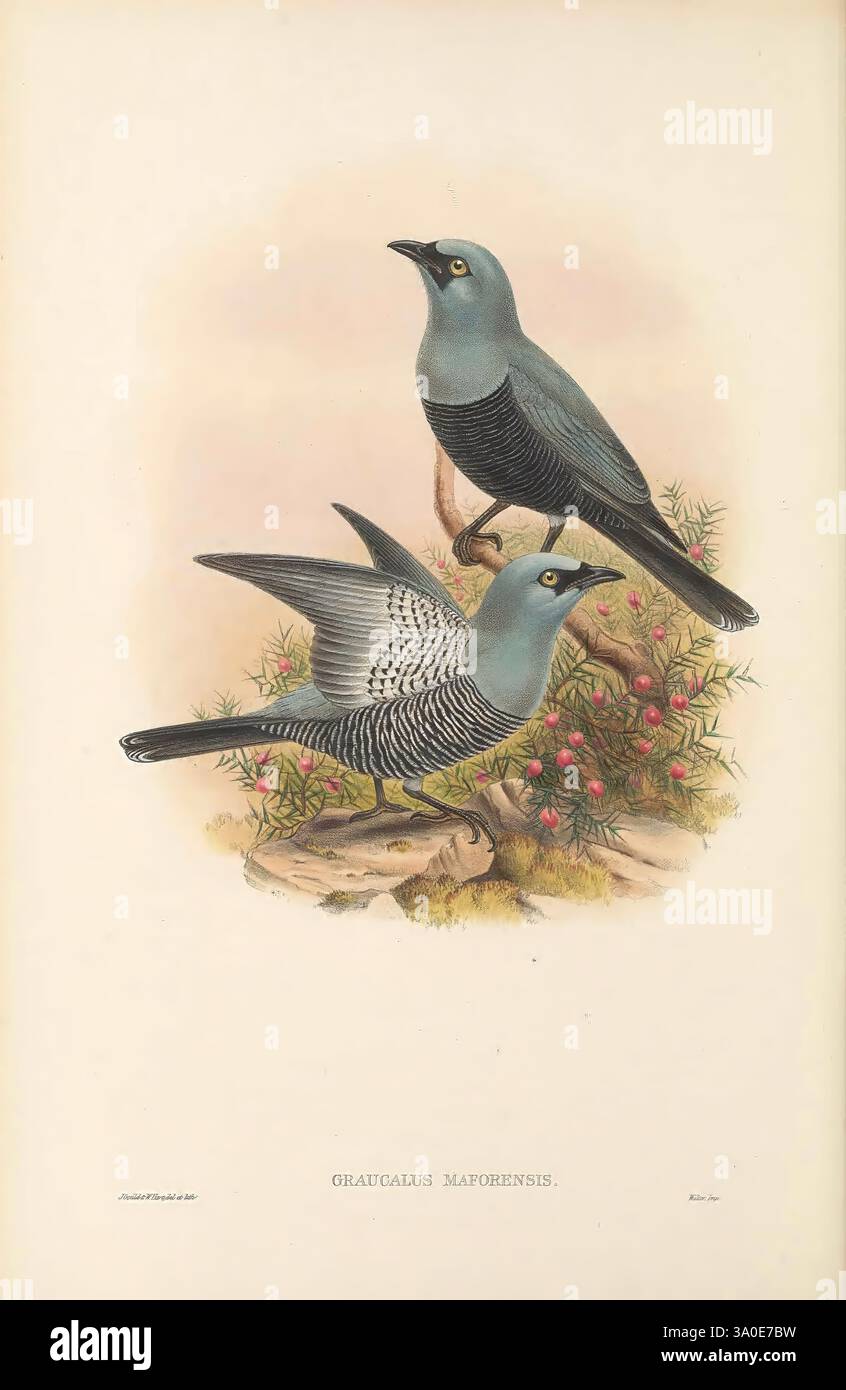 The birds of New Guinea and the adjacent Papuan islands London, Henry ...