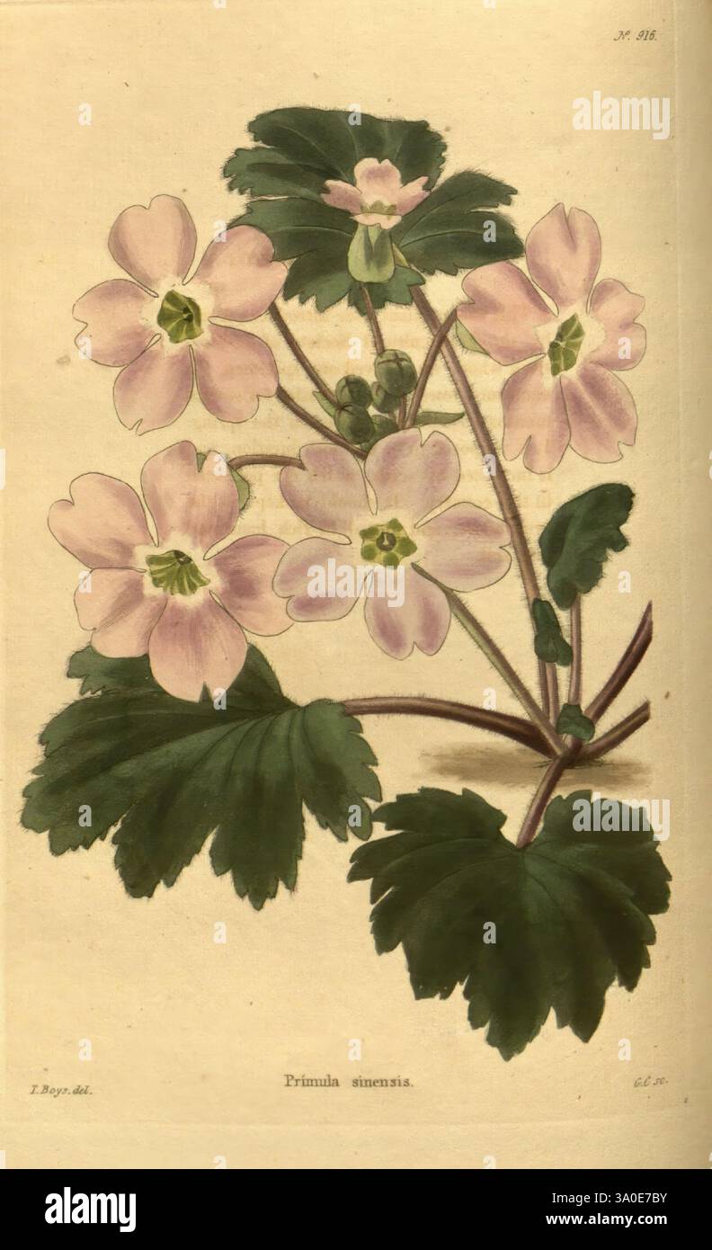 The Botanical Cabinet, London, John & Arthur Arch, 1817-1833, A ...