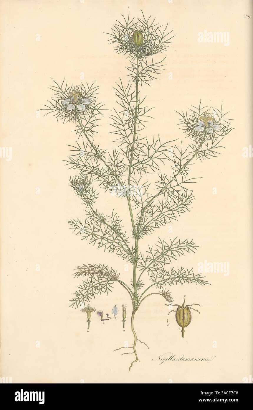 Flora Graeca, sive, Plantarum rariorum historia, quas in provinciis aut ...