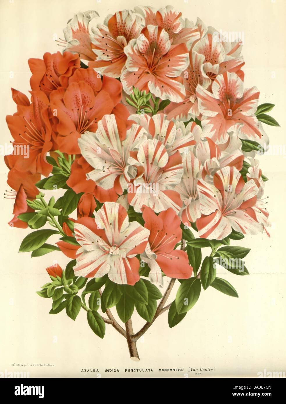 Vibrant display of azaleas showcases hi-res stock photography and ...