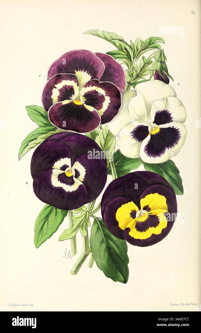 The floral magazine, London, L. Reeve & Co, flower gardening, flowers ...