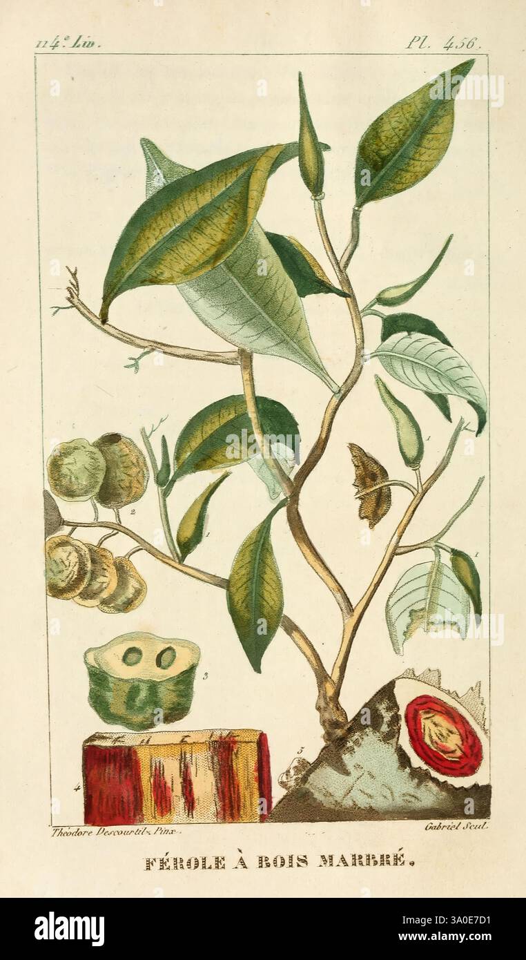 Flore pittoresque et médicale des Antilles, Paris Pichard, 1821-1829 ...