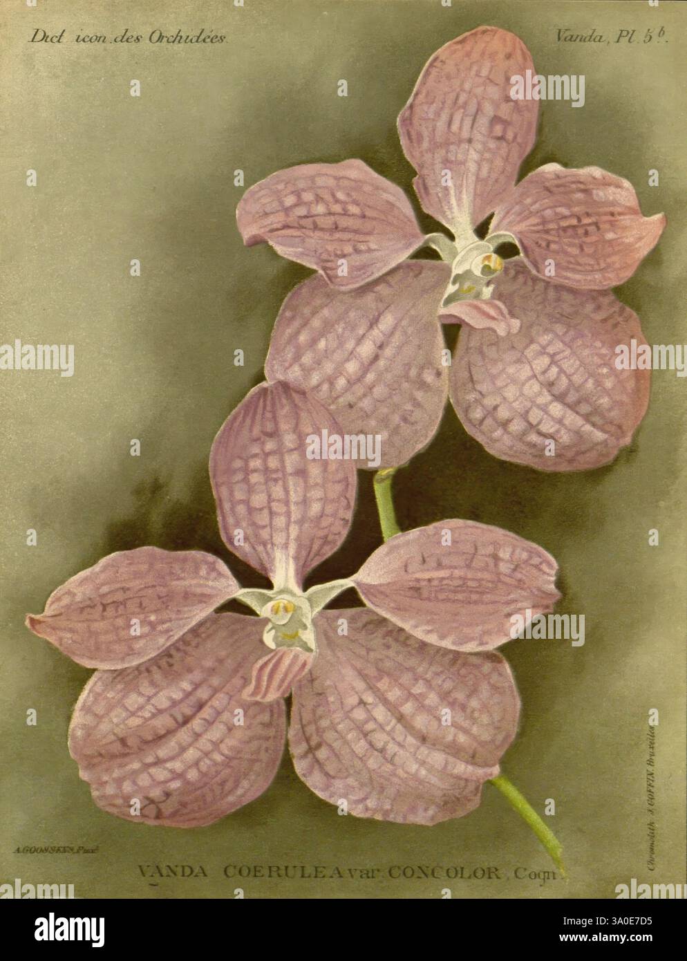 Dictionnaire iconographique des orchidees, 1896-1907, botany ...