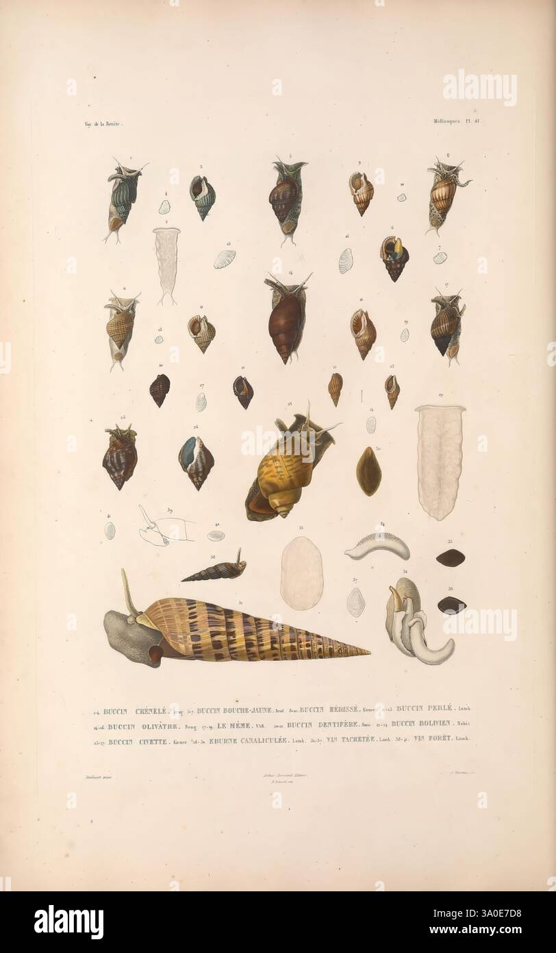 Importance of shells hi-res stock photography and images - Alamy