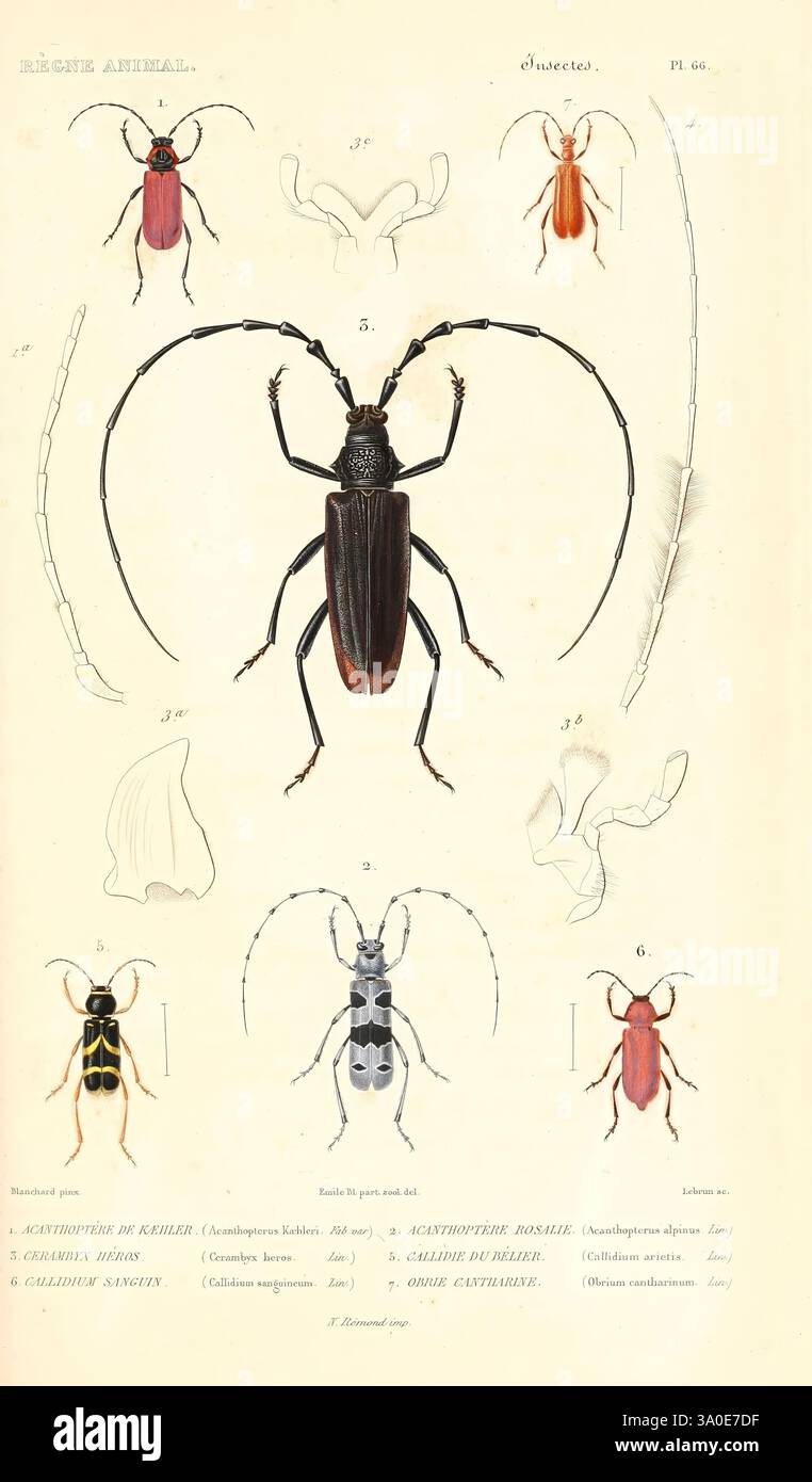 Smaller illustrations of different beetles hi-res stock photography and ...