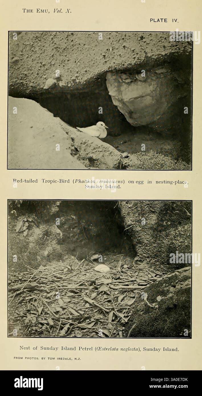 Nesting area of sunday island petrels hi-res stock photography and ...