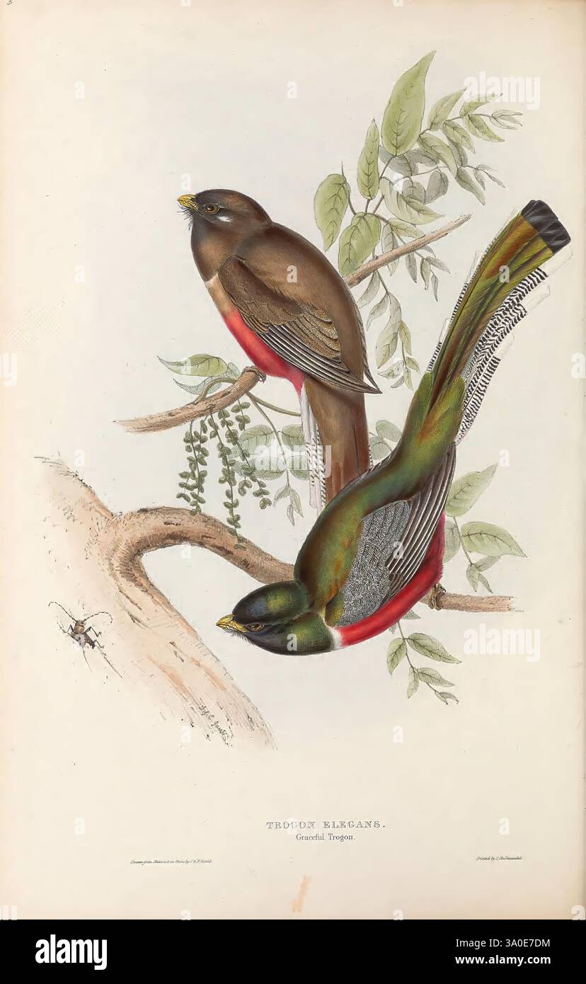 A monograph of the Trogonidae, or family of trogons London, The Author ...