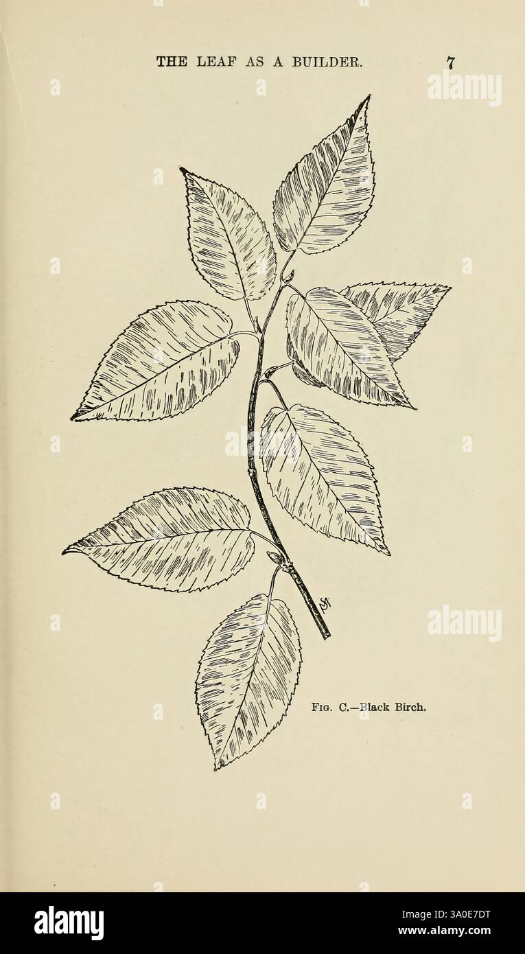 Familiar, Trees, And, Their, Leaves, New York, D, Appleton, 1911, Trees ...