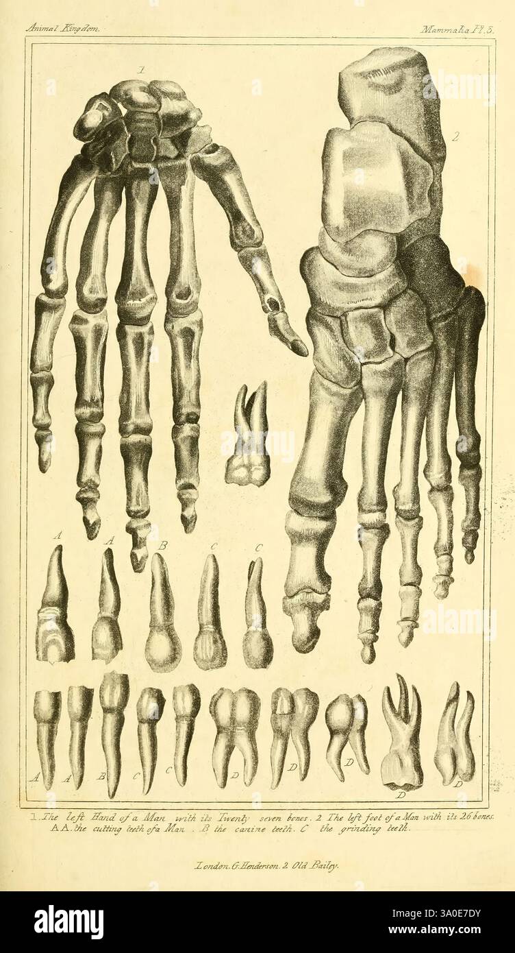 Variety of bone structures hi-res stock photography and images - Alamy