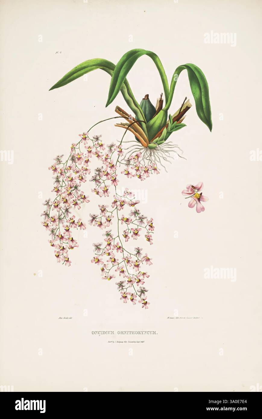 The Orchidaceae of Mexico and Guatemala. London, Ridgway, [1837-1843 ...