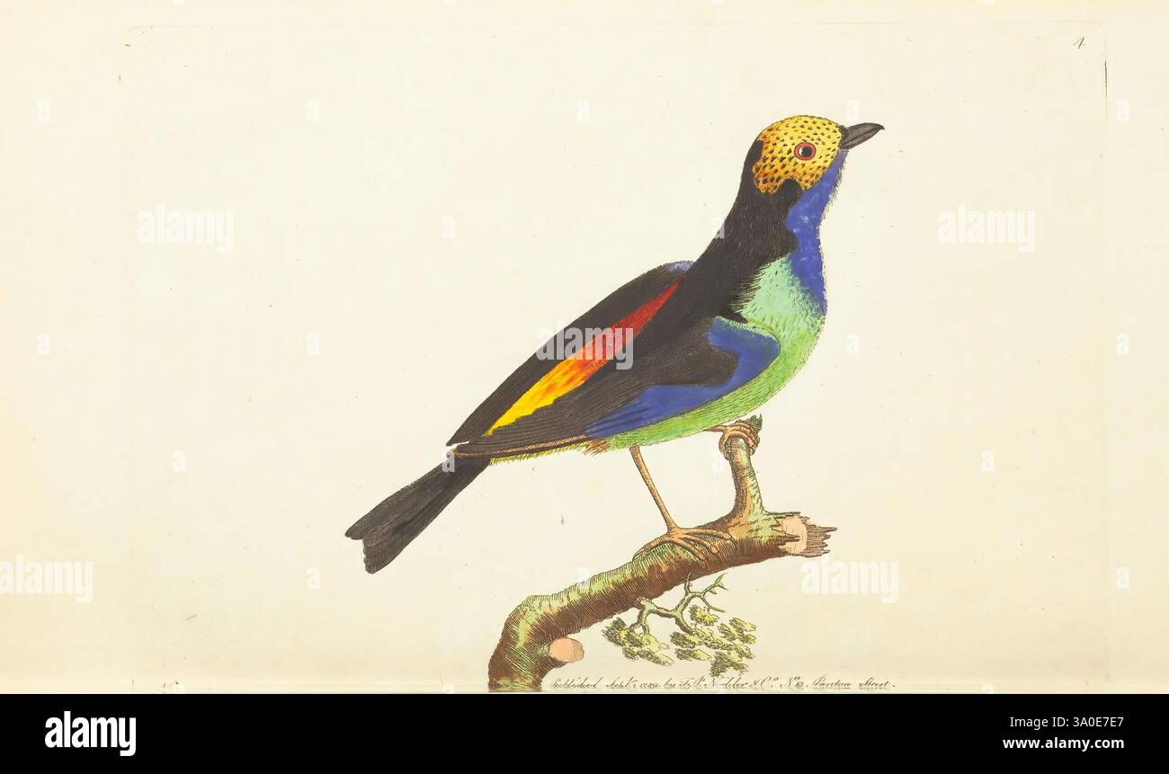 The naturalists' miscellany, London, Printed for Nodder & Co, 1789 ...