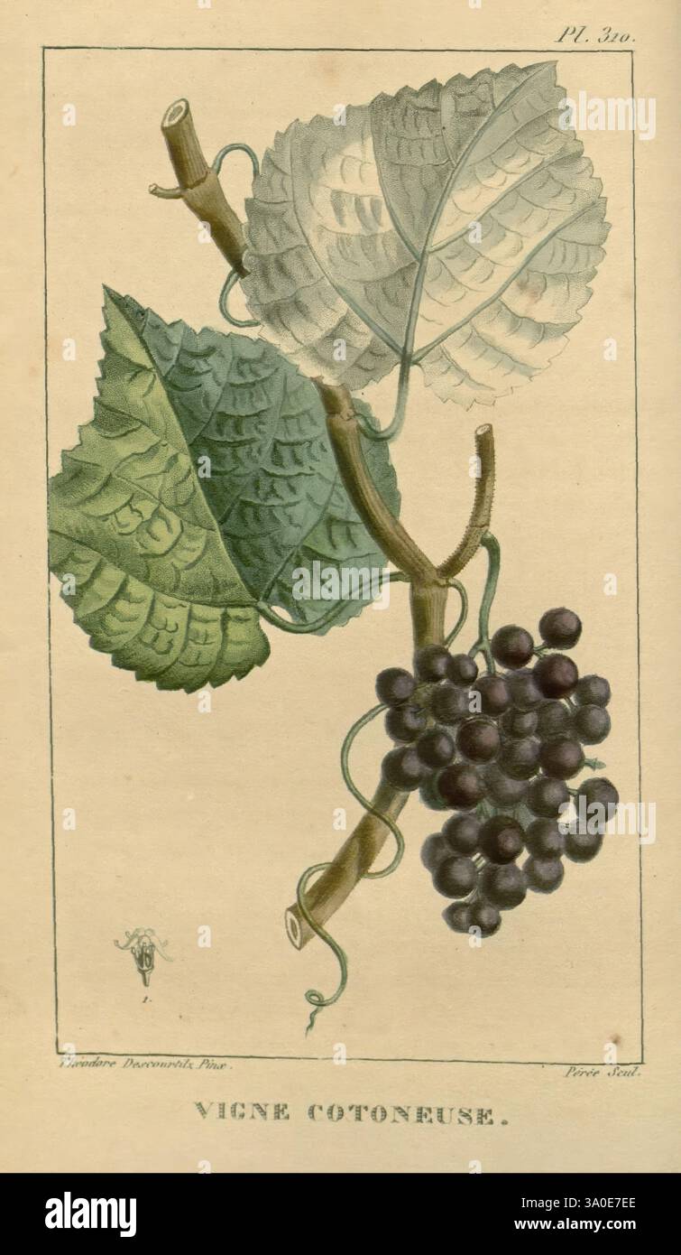 Cursive caption hi-res stock photography and images - Alamy