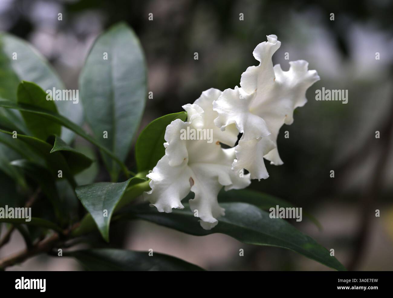 Rain Tree, Brunfelsia undulata, Solanaceae. Jamaica, Caribbean. The ...
