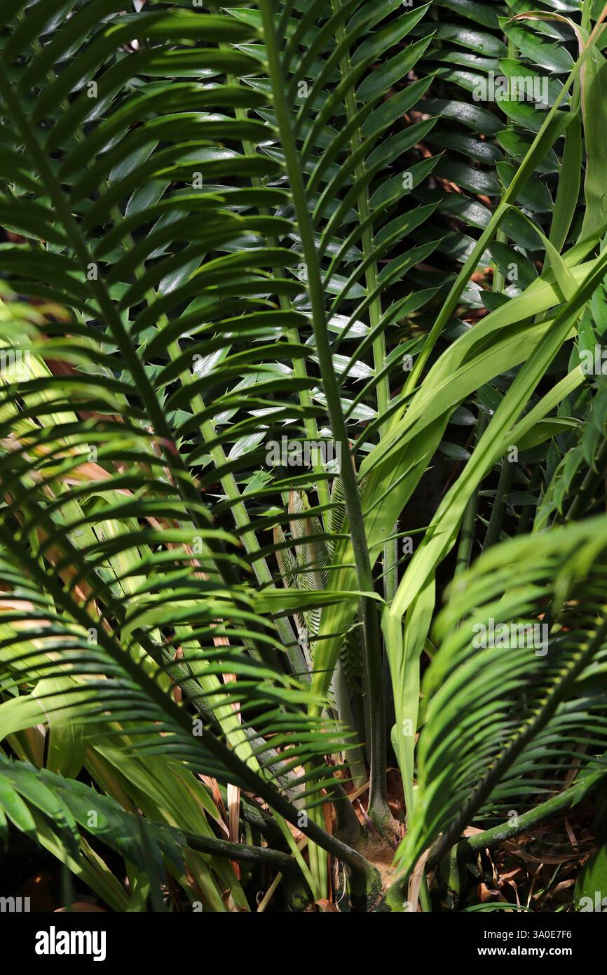 Tabankulu hi-res stock photography and images - Alamy