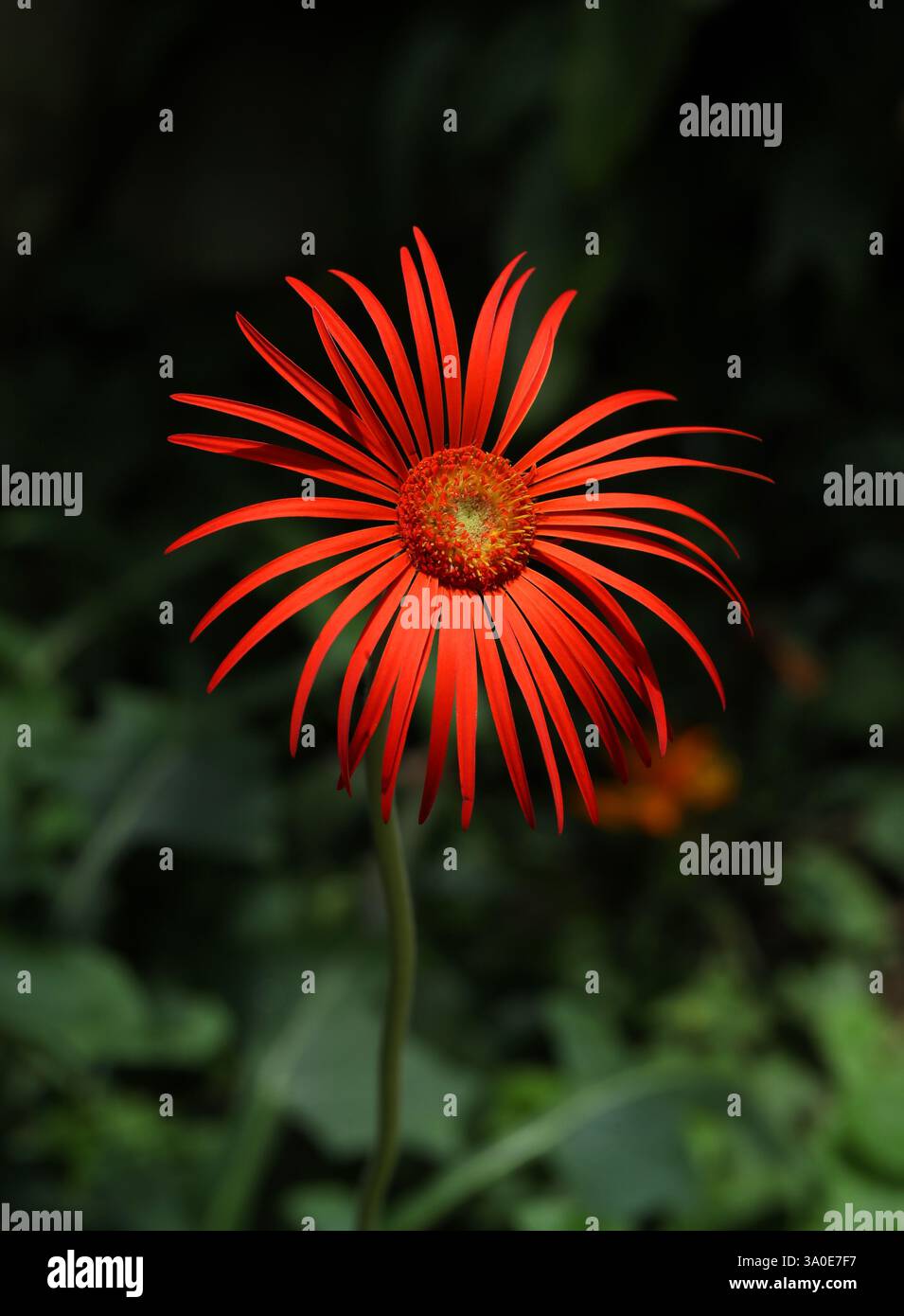 Red Gerbera Flower, Barberton Daisy or Transvaal Daisy, Gerbera ...