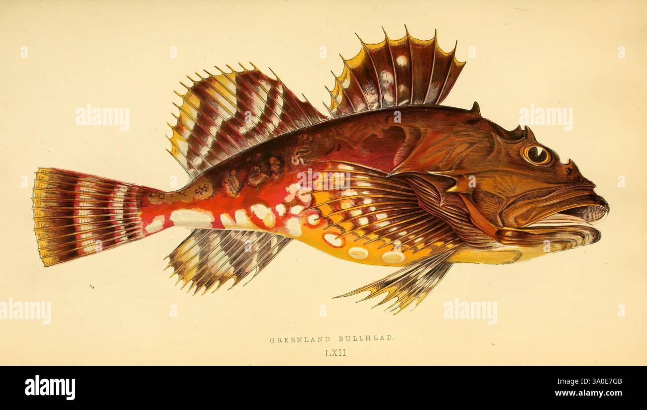 Prominent dorsal fins adorned hi-res stock photography and images - Alamy