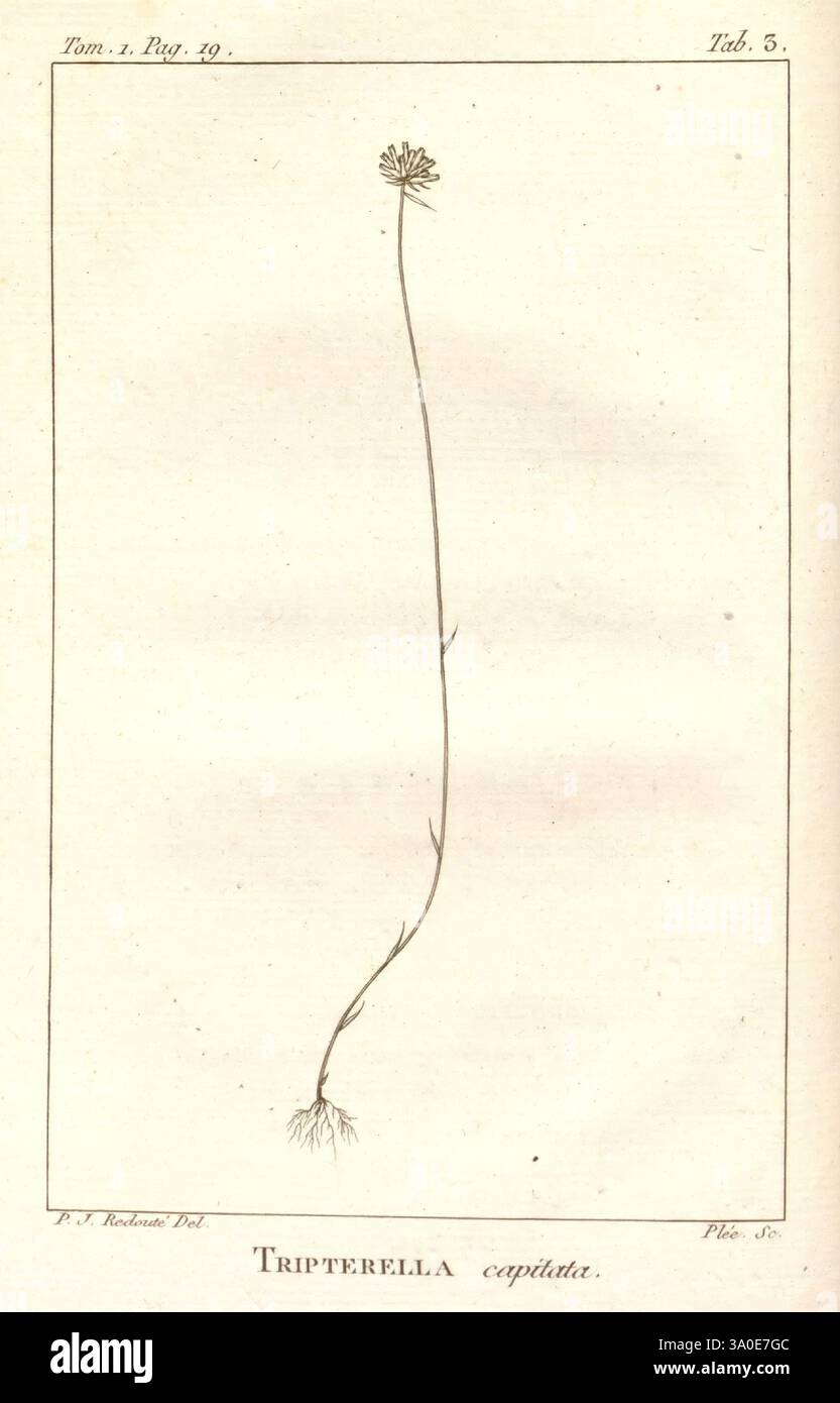 Slender plant depicted hi-res stock photography and images - Alamy