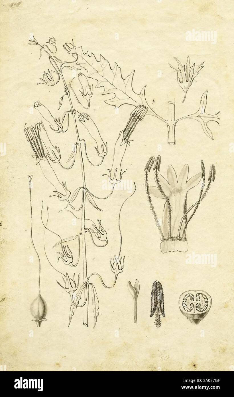 Drawings, prints, associated, with, USPRR, reports, photographs ...