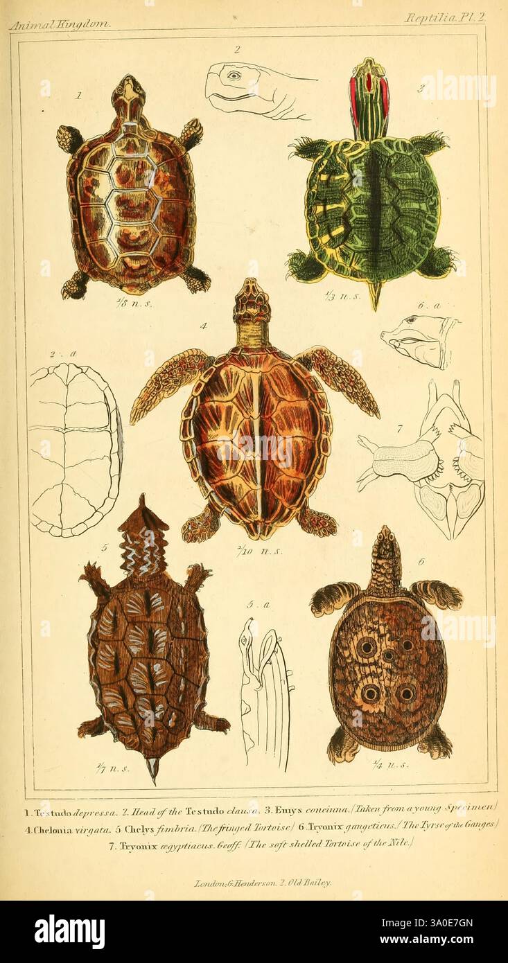 The Animal Kingdom, Arranged According To Its Organization, Serving As ...