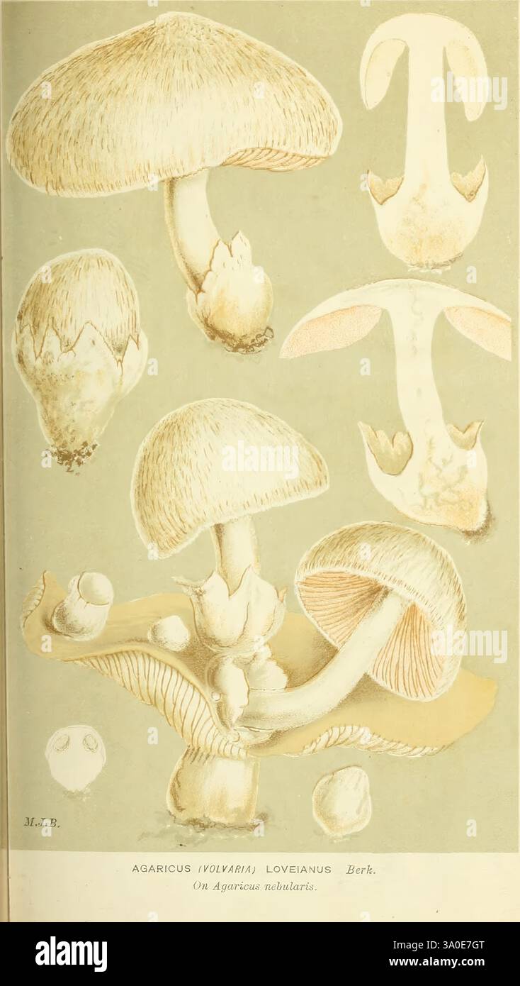 Illustrations of British Fungi (Hymenomycetes), to serve as an atlas to ...