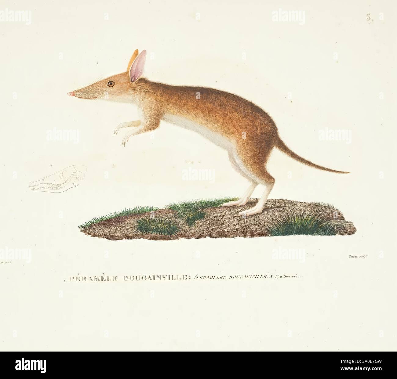Brown bandicoot drawing hi-res stock photography and images - Alamy