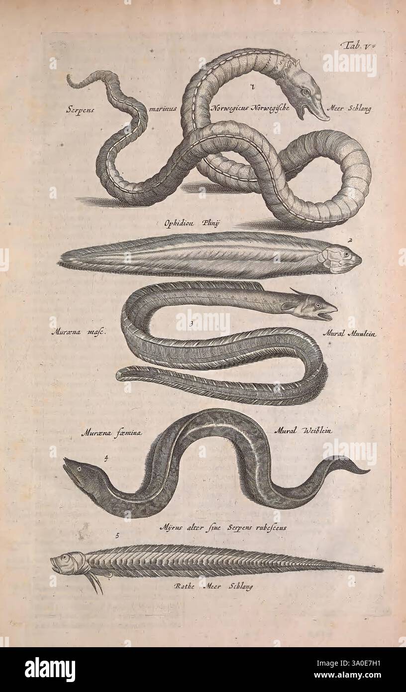 Series of detailed depictions of various species of serpents hi-res ...