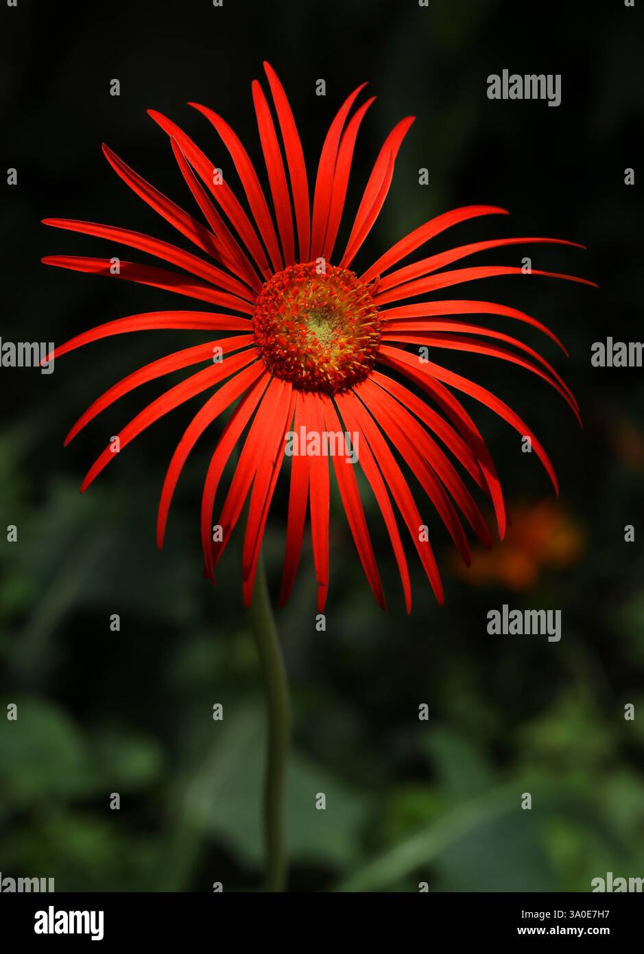 Red Gerbera Flower, Barberton Daisy or Transvaal Daisy, Gerbera ...